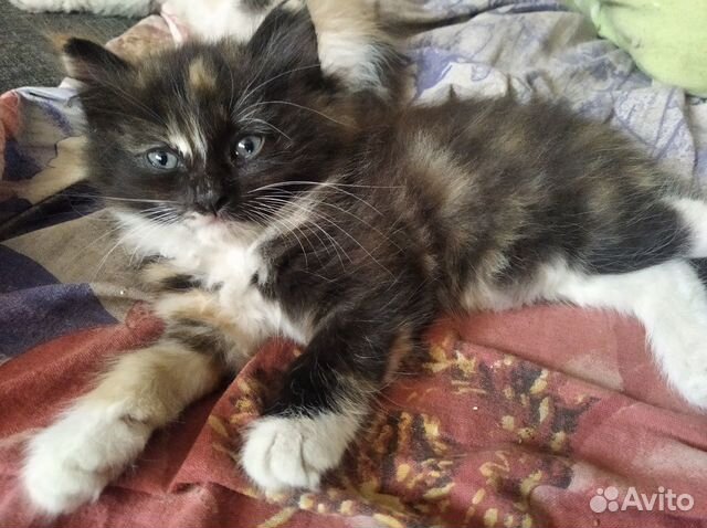 Котята