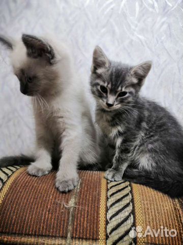 Котята отдам даром