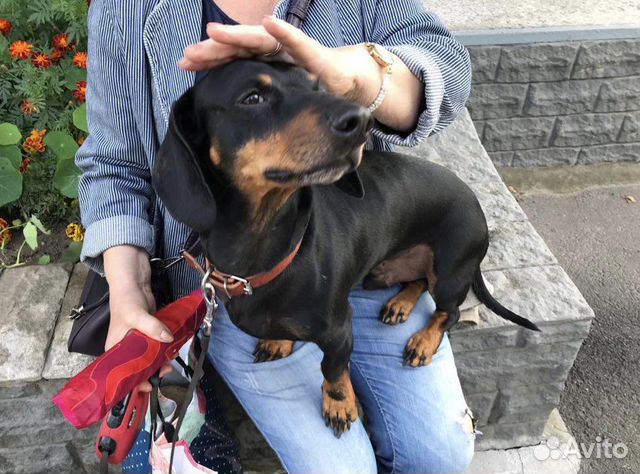 Такса, мальчик, Фоксик, 3 года, в добрые руки