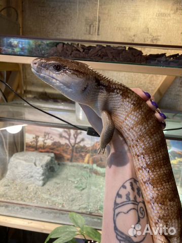 Сцинк синеязыкий