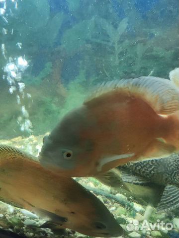 Астронотус большой