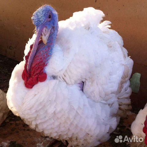Птица живым весом и мясом