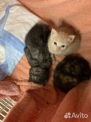 Котята от шотландского страйта