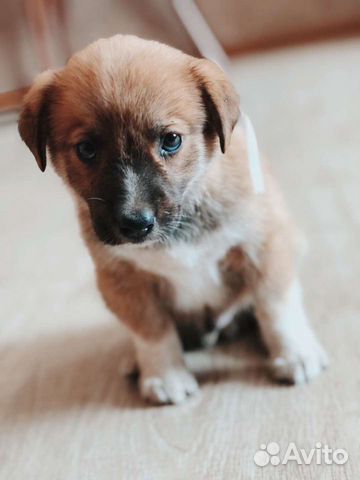 Щенок, ищем ему дом, передержку