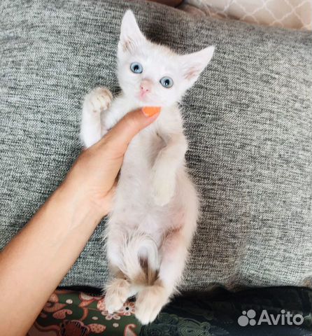 Котенок