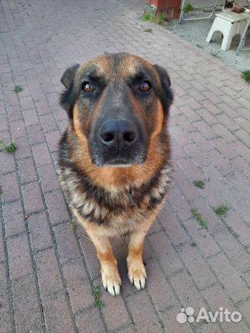 Овчарка вео. Вязка