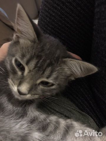 Котенок