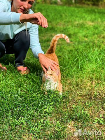 Бездомный рыжий кот