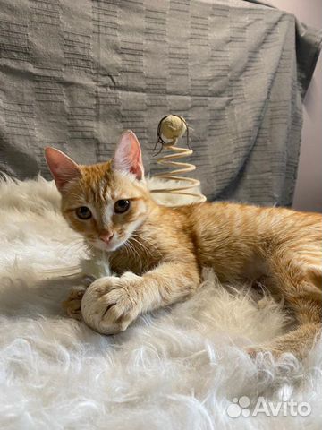 Рыжий Котенок Рокси (девочка ) в добрые руки