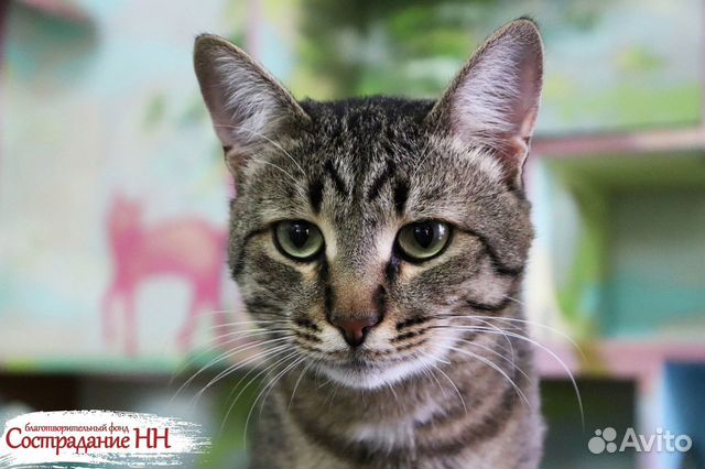 Котик в добрые руки