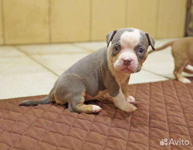 Американский Булли голубой триколор щенок 1 месяц