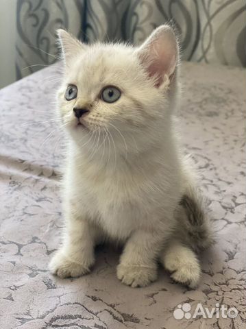 Шотландский котёнок