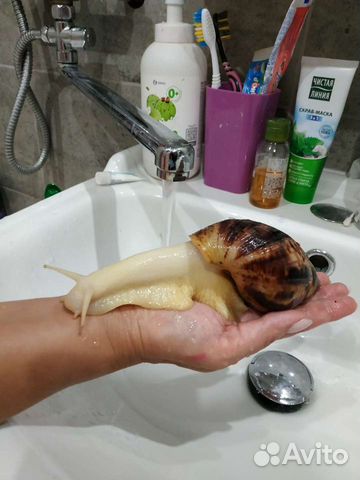 Улитка Ахатина