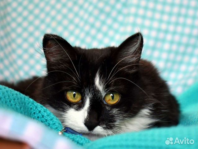 Кошка Фишка