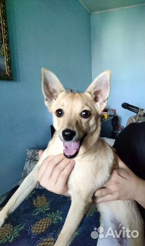 Той-терьер,девочка 7 месяцев