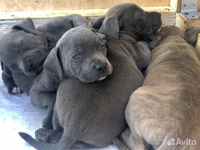 Бронирование голубой окрас прайтер