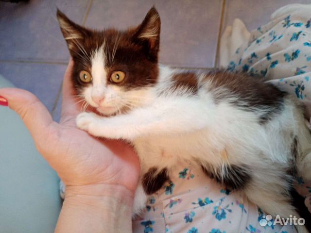 Кошка