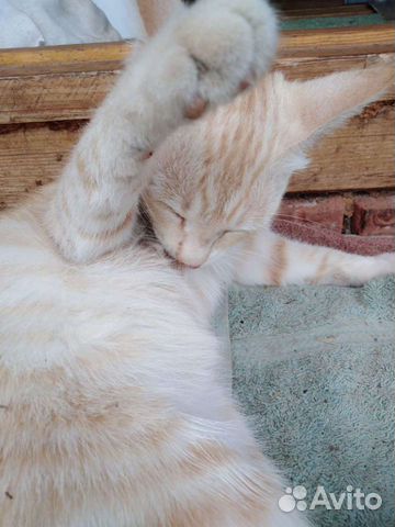 Котенок девочка бесплатно