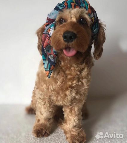 Кокапу