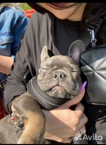 Голубые бульдоги мальчики