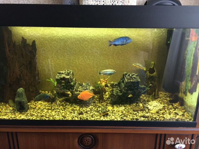 Аквариум