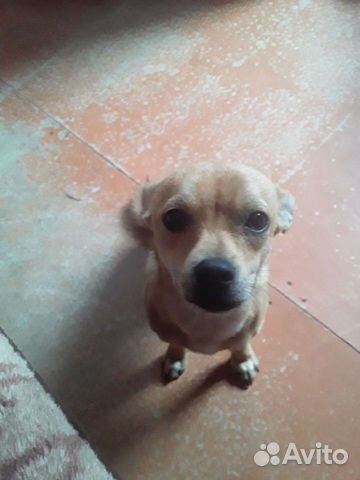 Ксолоитцкуинтли