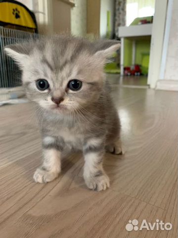 Шотладский котенок
