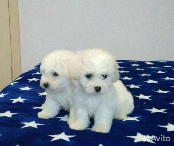 Шикарные щенки Бишон фризе РКФ