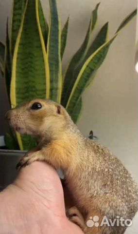 Суслик Эверсмана