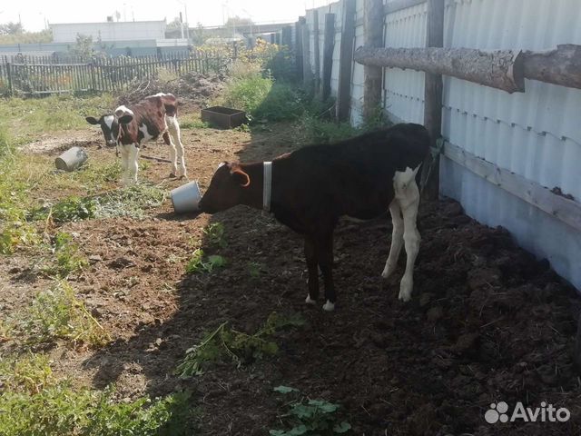 Продам бычка