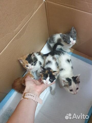 Котята в добрые руки 1 месяц