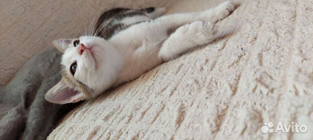 Самый спокойный котик