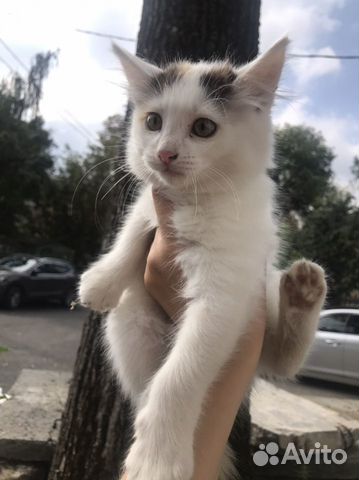 Котенок в дар девочка