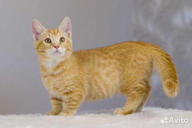 Чистопородный котик манчкин