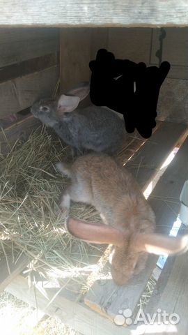 Бельгийский великан