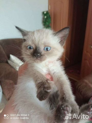 Котеночек девочка сиамская
