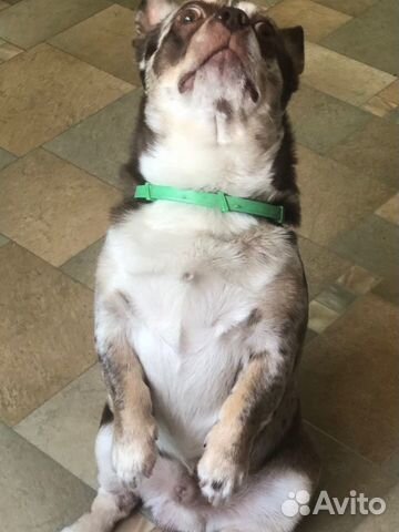 Вязка за щенка