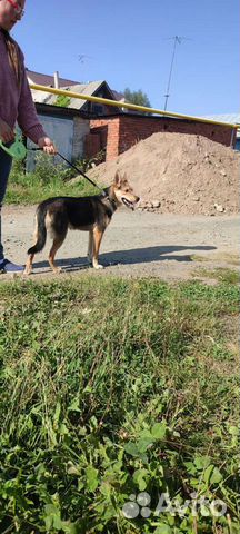 Герда домашняя квартирная собачка