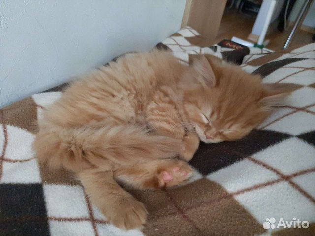 Котик в добрые руки