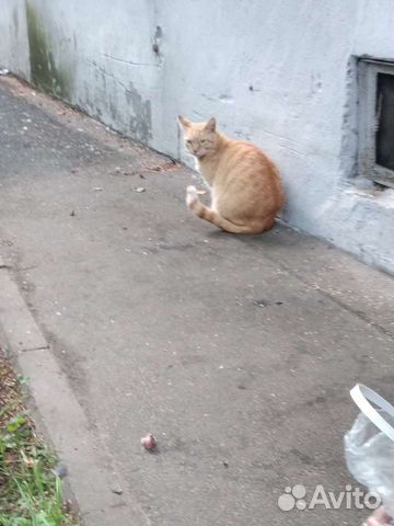 Кошка ласковая нужен дом