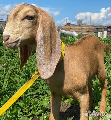 Козочка англонубийская - битал