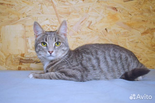 Кошка Белла ищет любящих хозяев