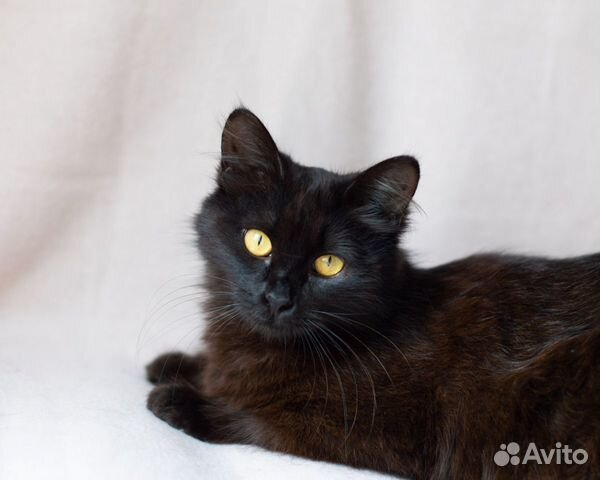 Кошка Хлоя, 1год