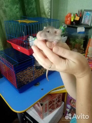 Крысята Дамбо