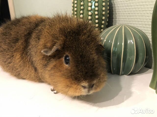Морская свинка тедди