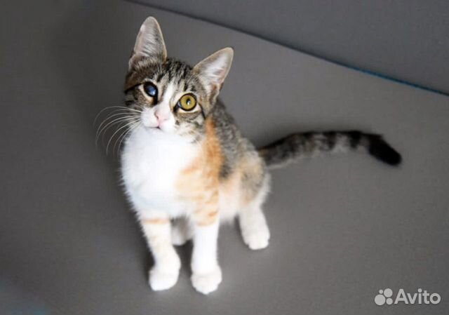 Котенок в добрые руки