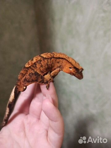 Бананоед пара