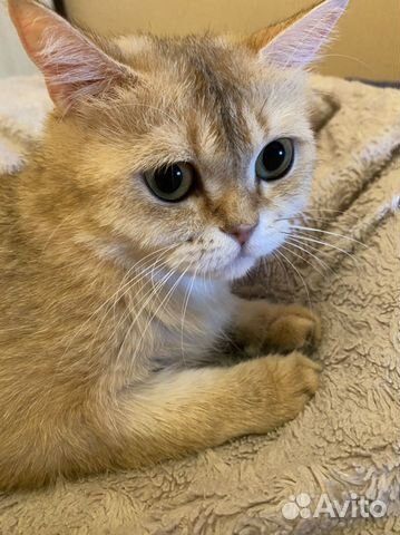 Кошечка золотая шиншилла
