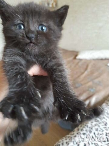 Котенок 1 месяц