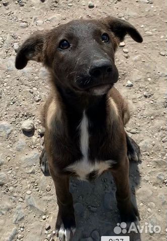 Овчаренок лучший друг для Вашей семьи